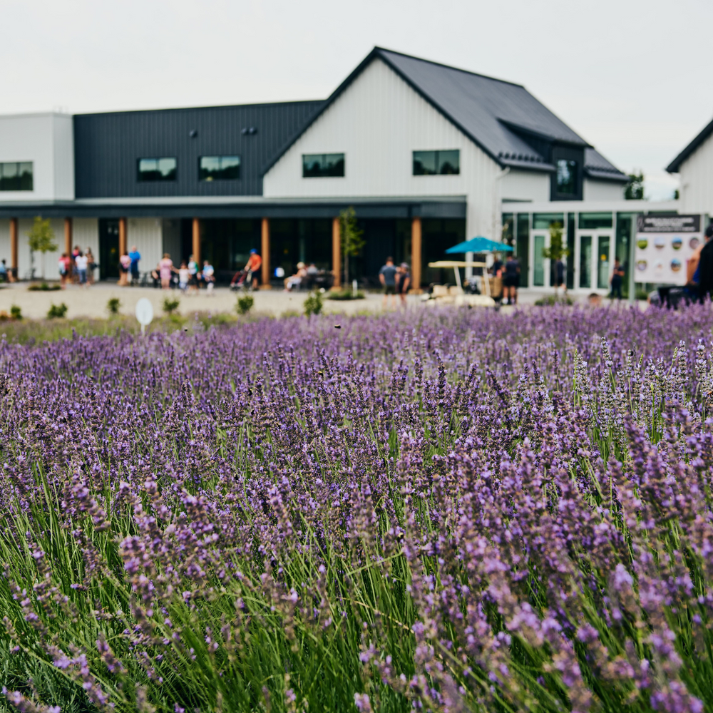 The Lavender Life Cycle – June to September