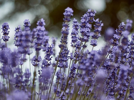 Bleu Lavande | Natural Lavender Products and Lavender Fields